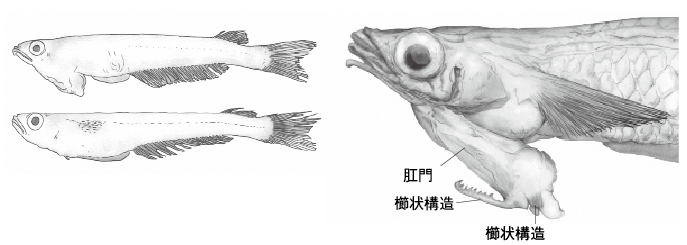 第12章 卵生と卵胎生：魚類の多様な繁殖戦略 | 一色出版