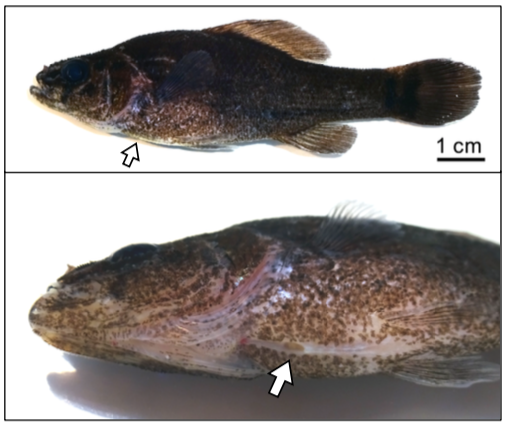 第12章 卵生と卵胎生：魚類の多様な繁殖戦略 | 一色出版
